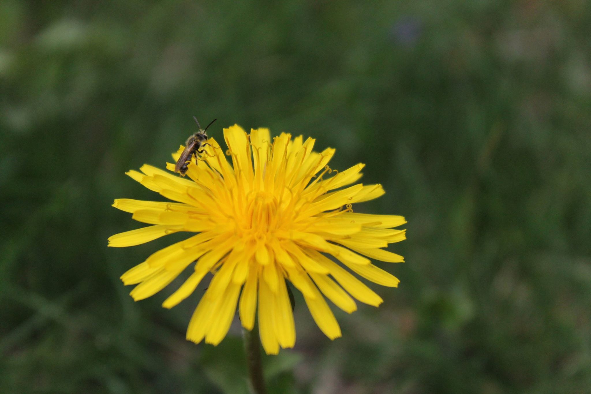 Flower, Weed, Salad, Wish Maker | the creative life in between