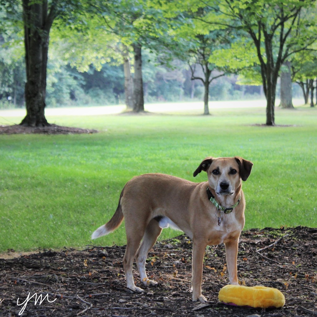 July | 2018 | the creative life in between